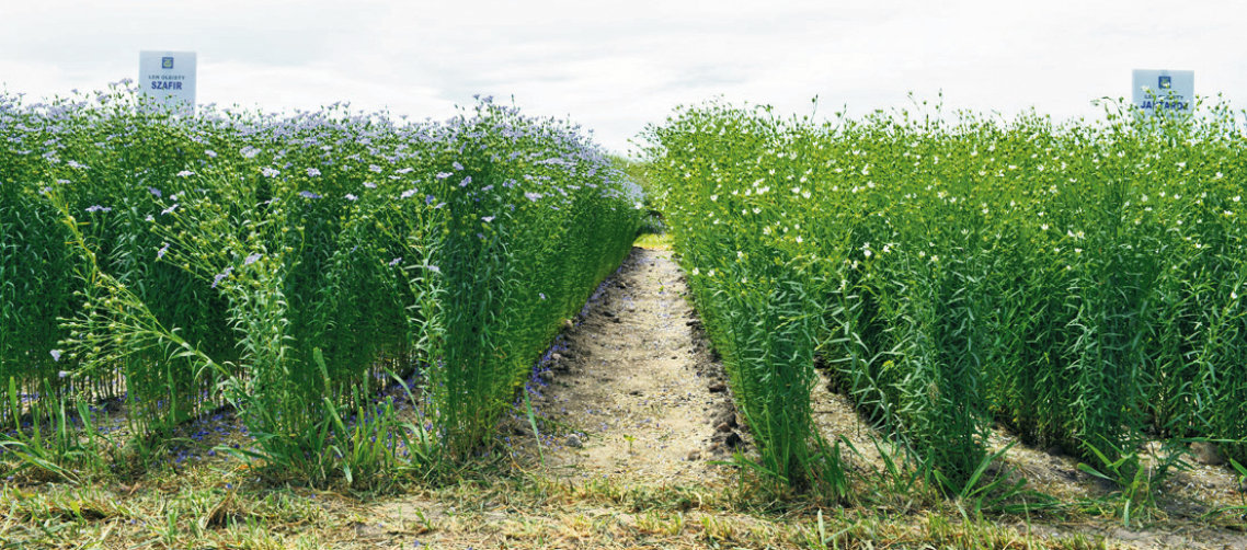 Historia upraw lnu w Polsce - przeczytaj na nitkinatury.pl